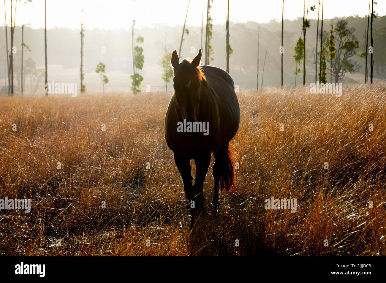 Waler Breed Horse - Australia Stock Photo - Alamy