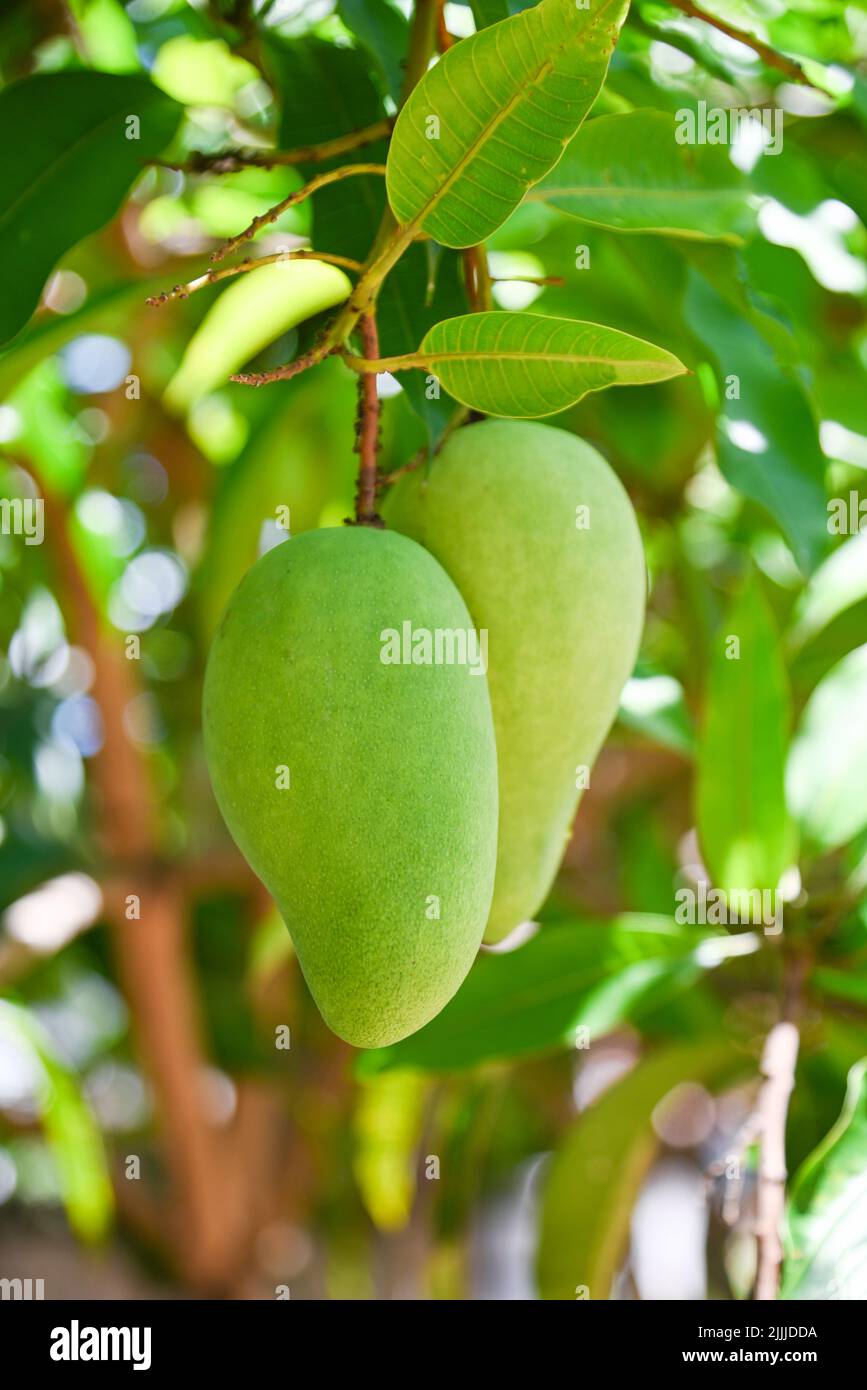 Mango hanging on the mango tree with leaf background in summer fruit ...