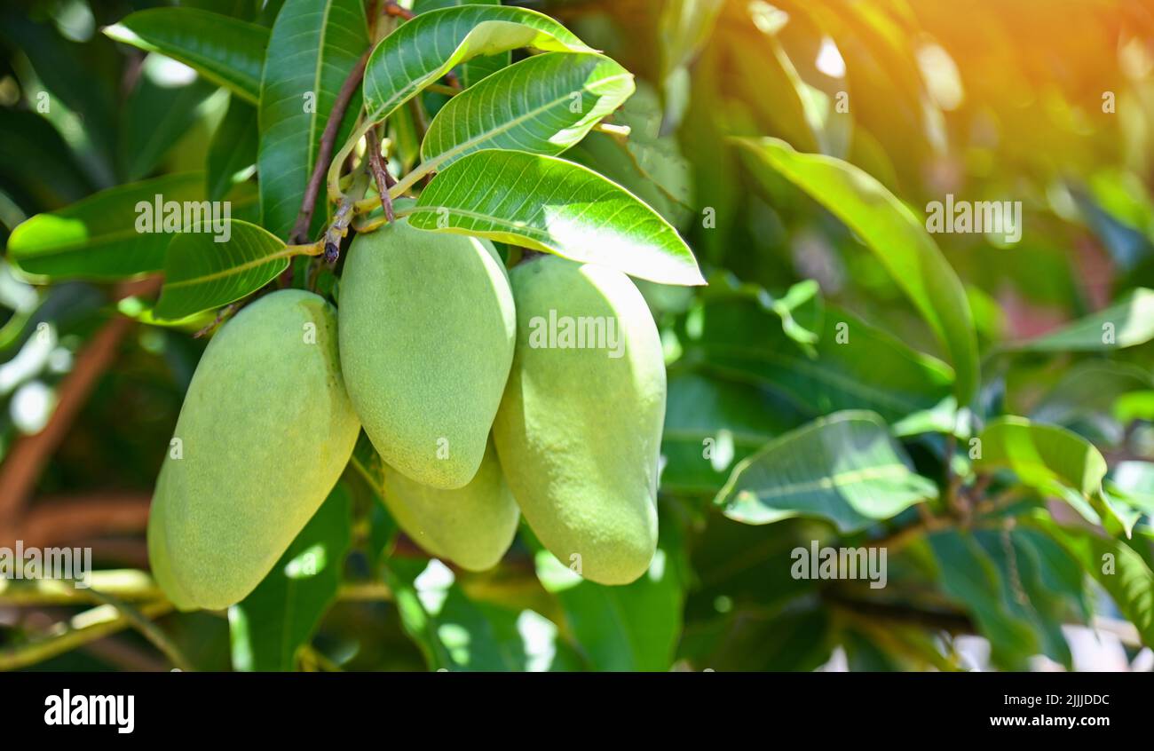 Mango hanging on the mango tree with leaf background in summer fruit ...
