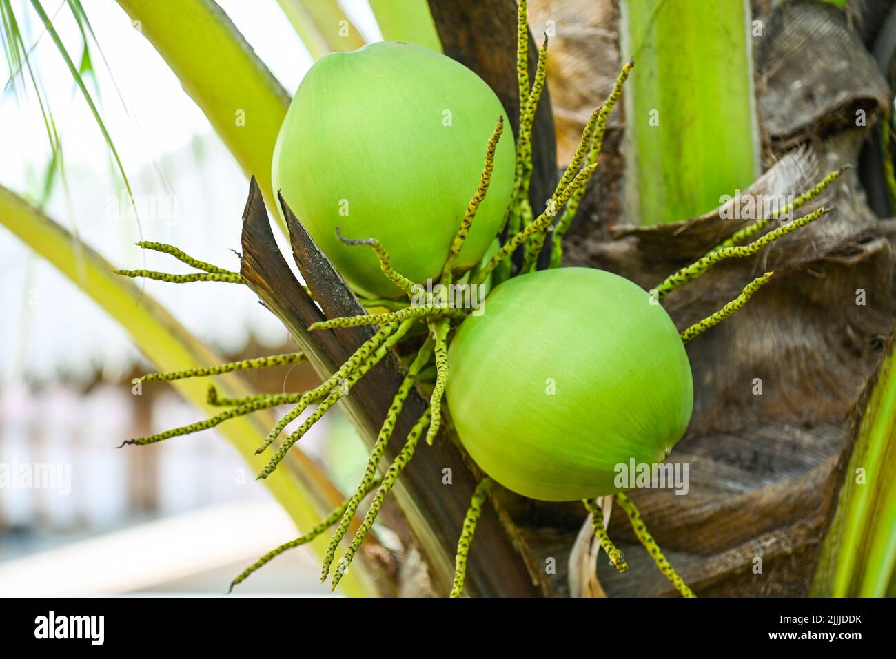 Young coconut fruit on the coconut tree, fresh green coconut palm tree ... Young coconut fruit on the coconut tree, fresh green coconut palm tree ...