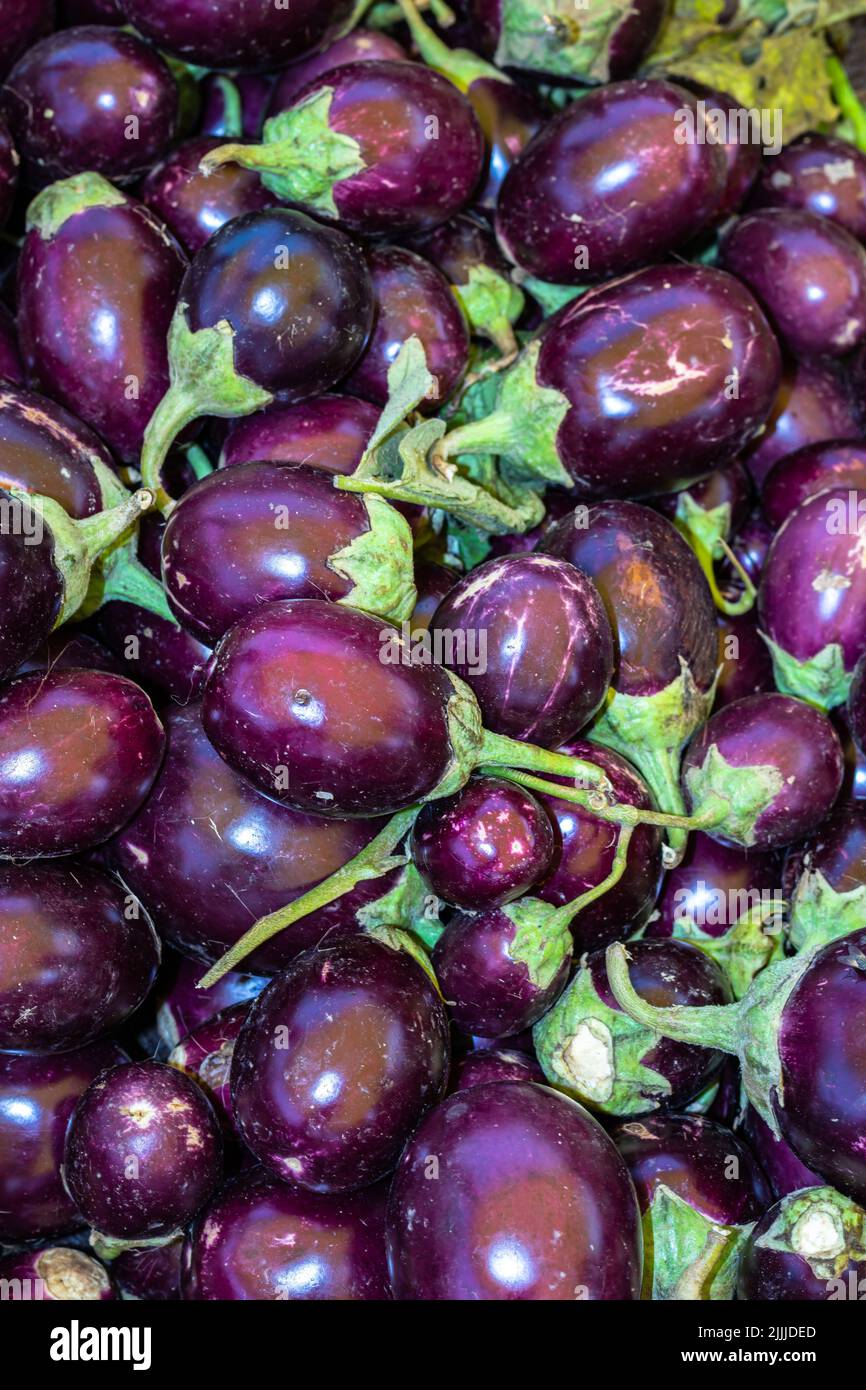 fresh organic brinjal from farm close up from different angle Stock ...