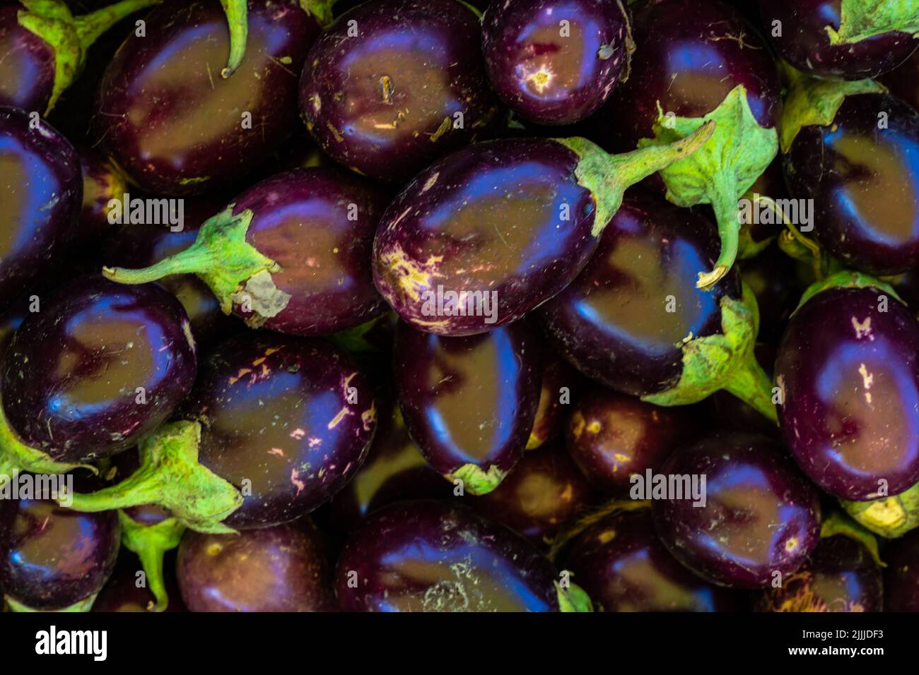 fresh organic brinjal from farm close up from different angle Stock ...