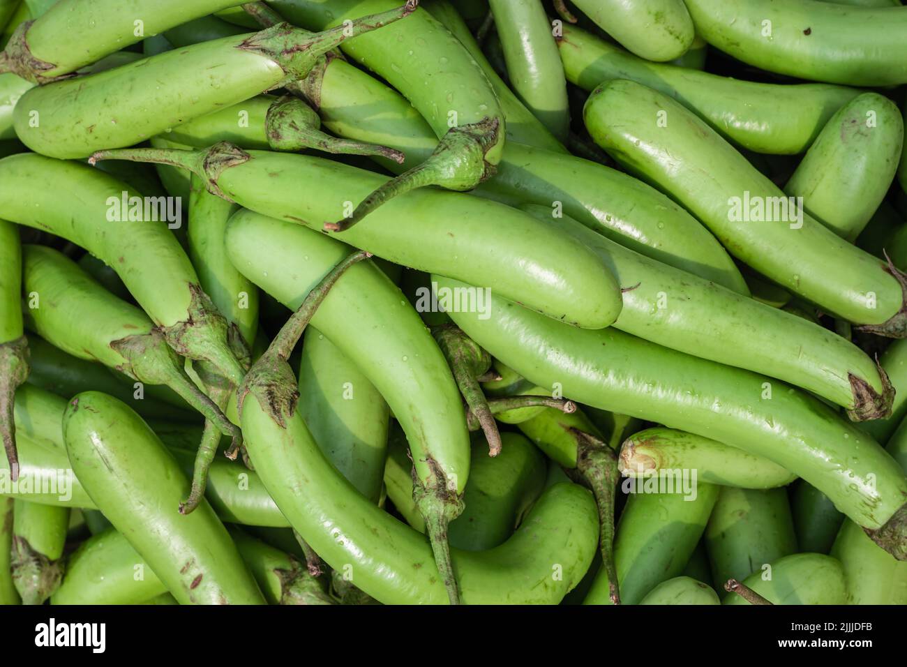 fresh organic brinjal from farm close up from different angle Stock ...
