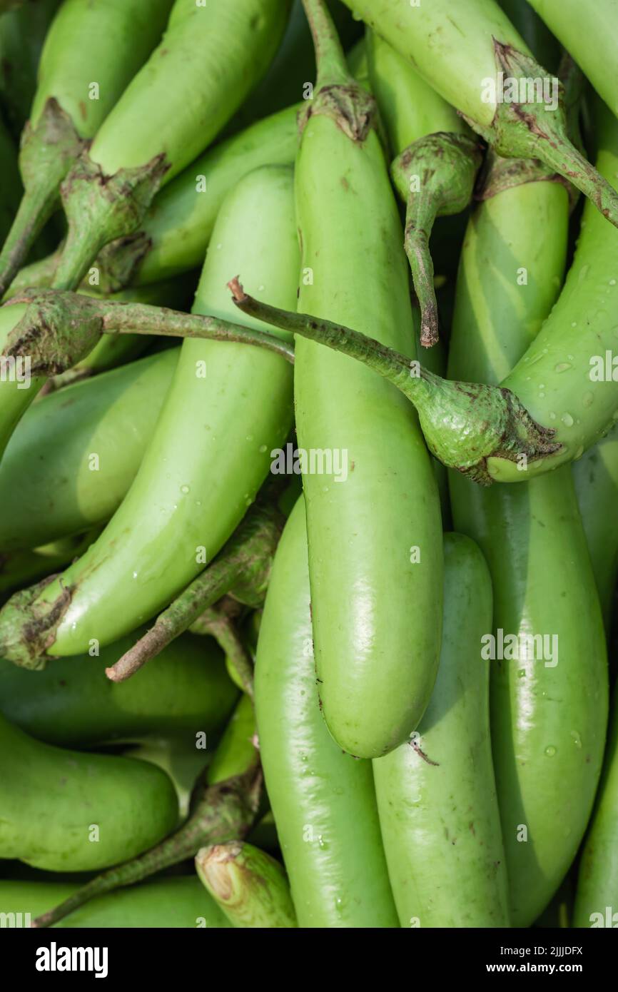 fresh organic brinjal from farm close up from different angle Stock ...