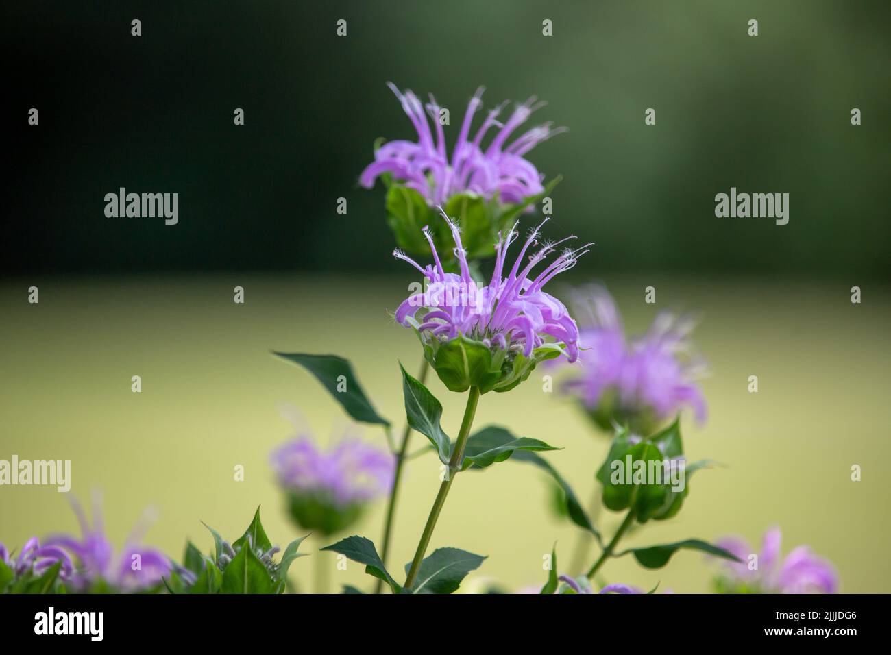 Macro texture background view of purple monarda fistulosa (bee balm ...