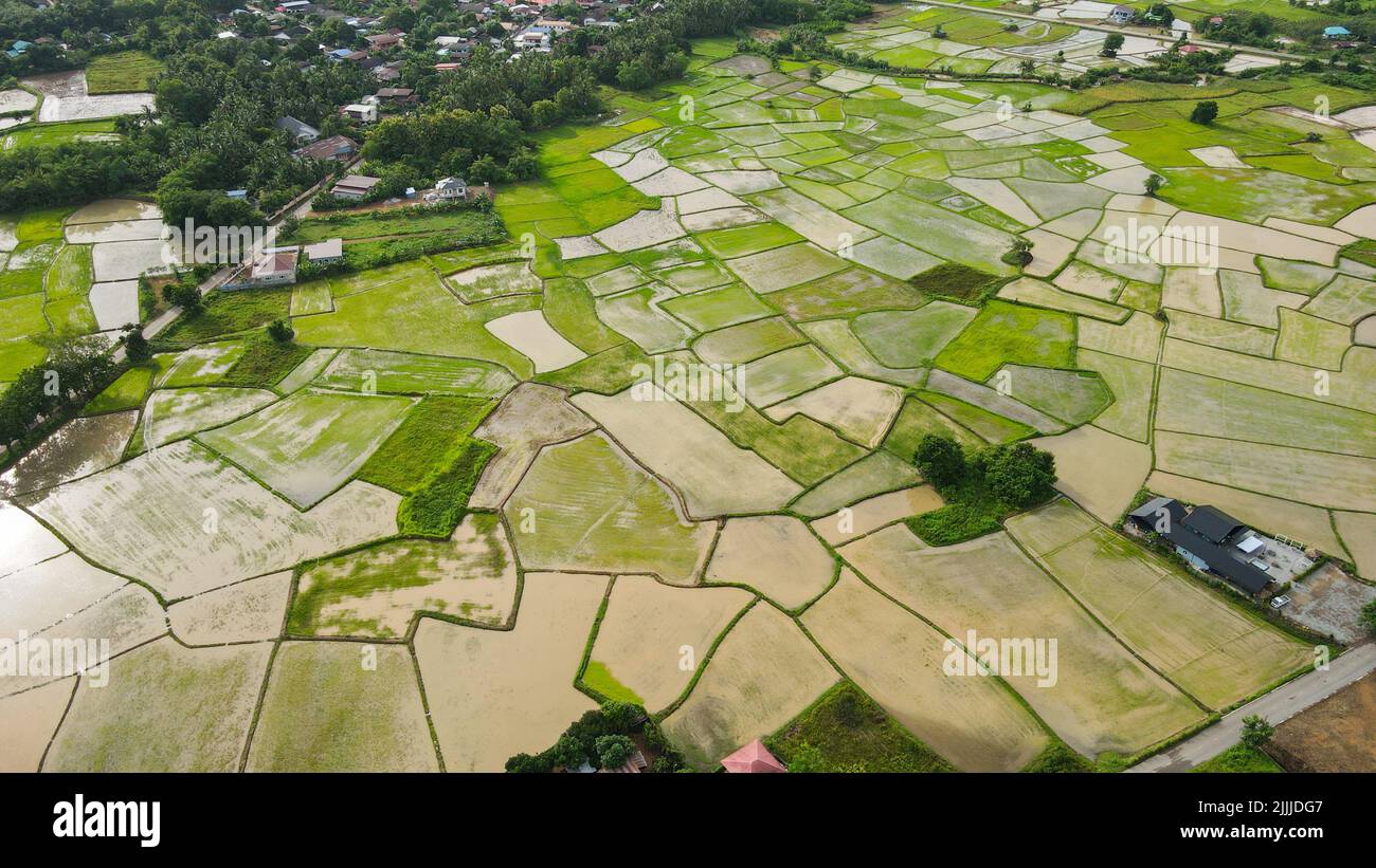 Aerial view green rice fields nature agricultural farm background rural, top view rice field ...