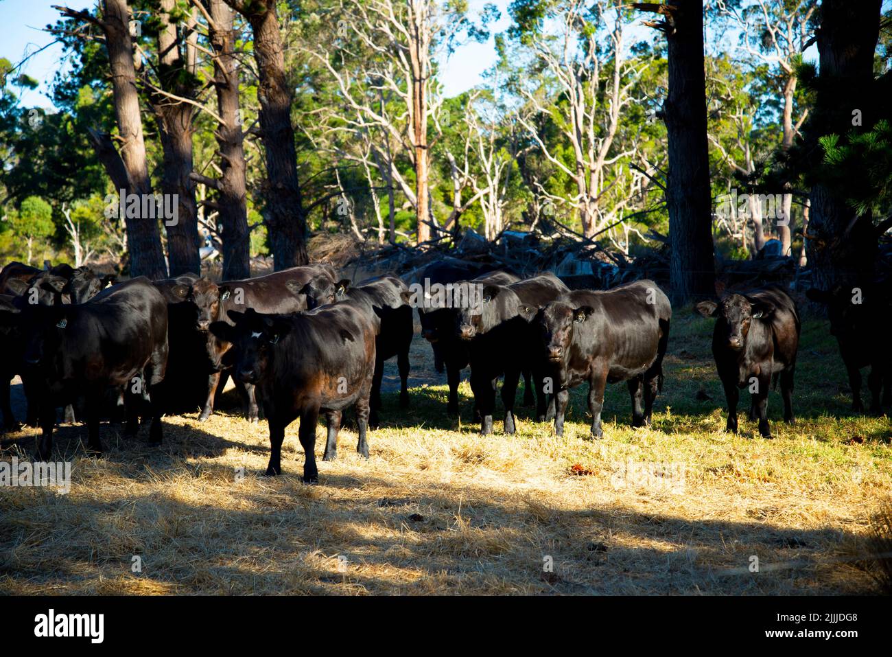 Heifer Cattle in the Field Stock Photo - Alamy
