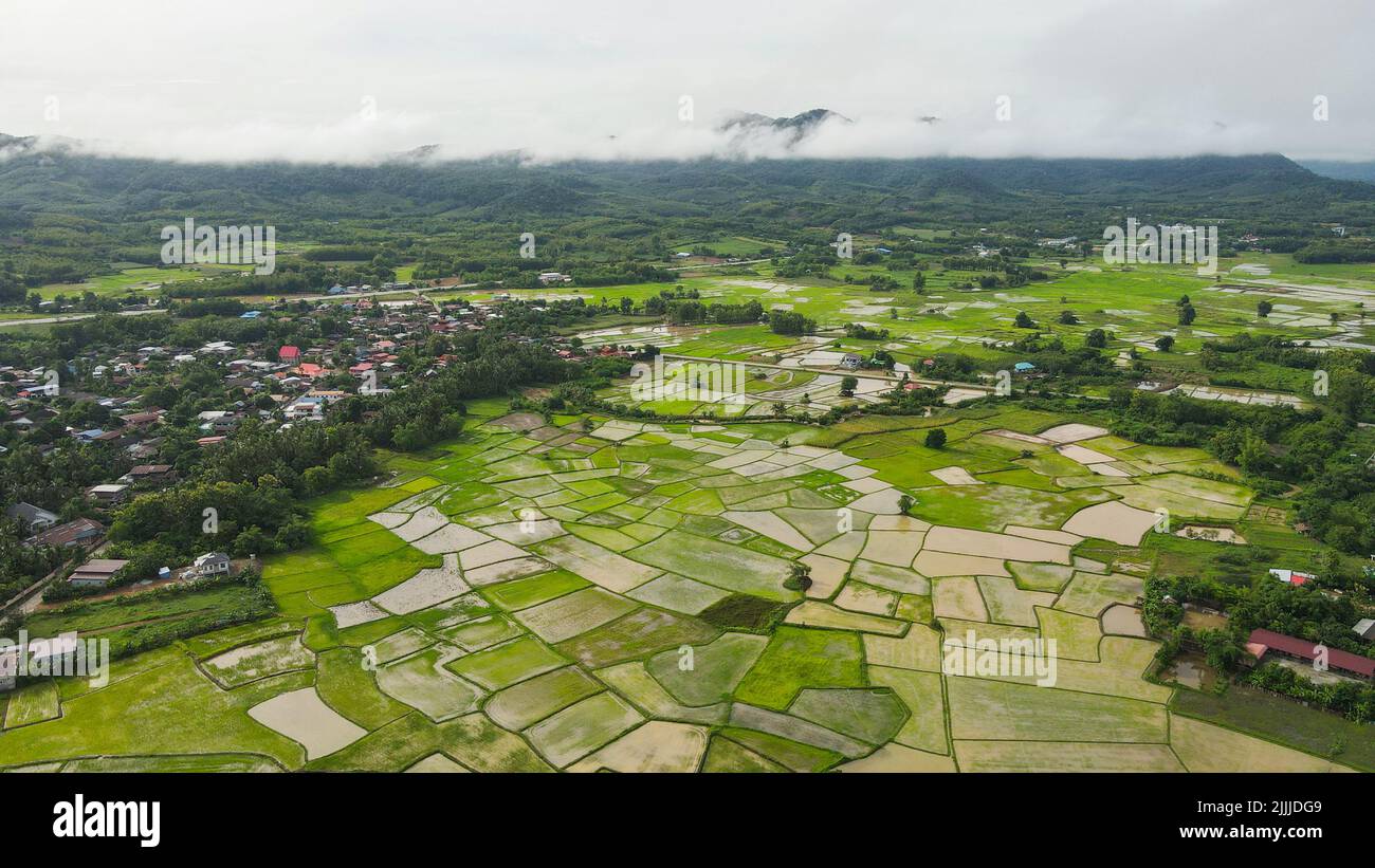 Aerial view green rice fields nature agricultural farm background rural ...