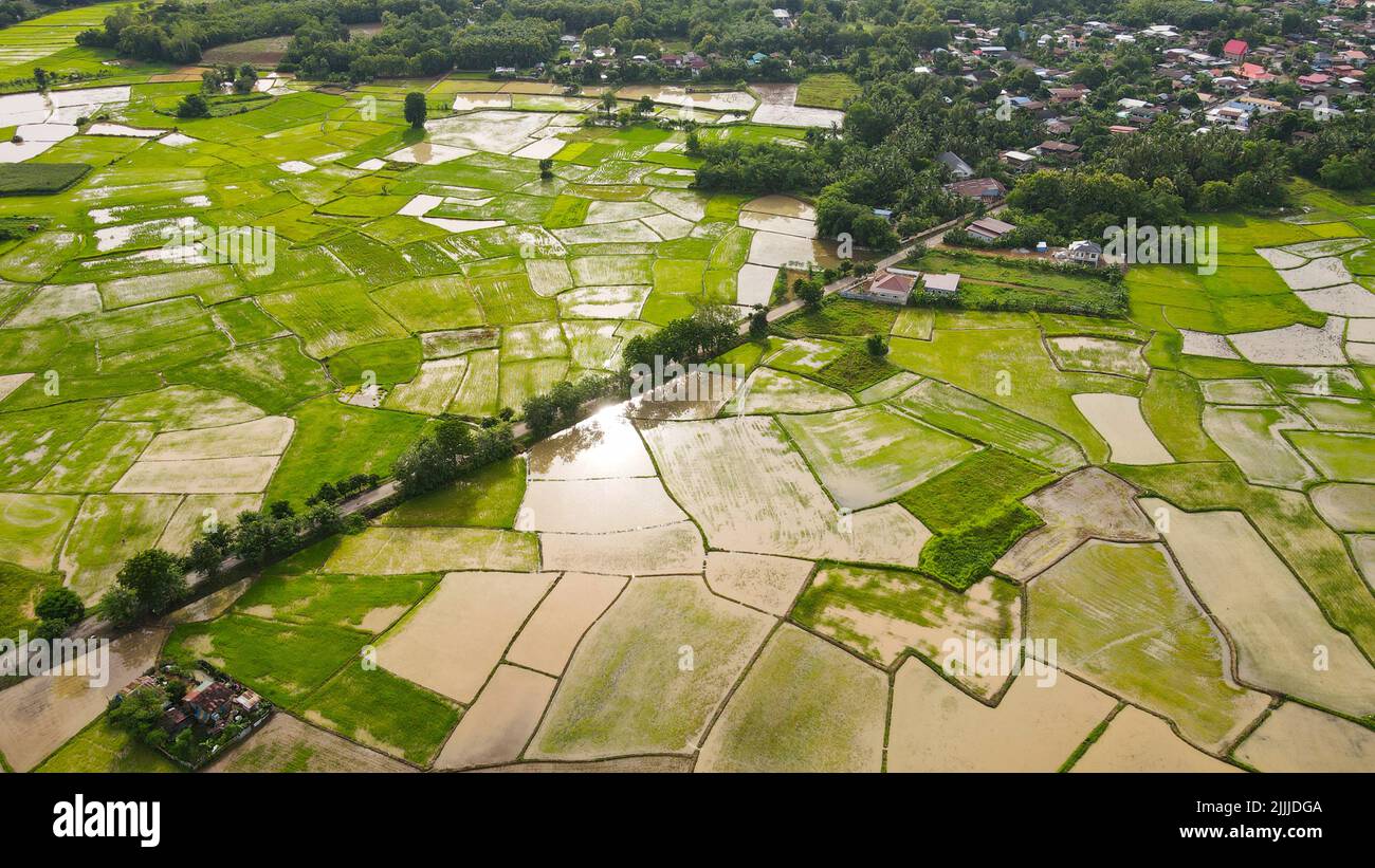 Aerial view green rice fields nature agricultural farm background rural, top view rice field ...