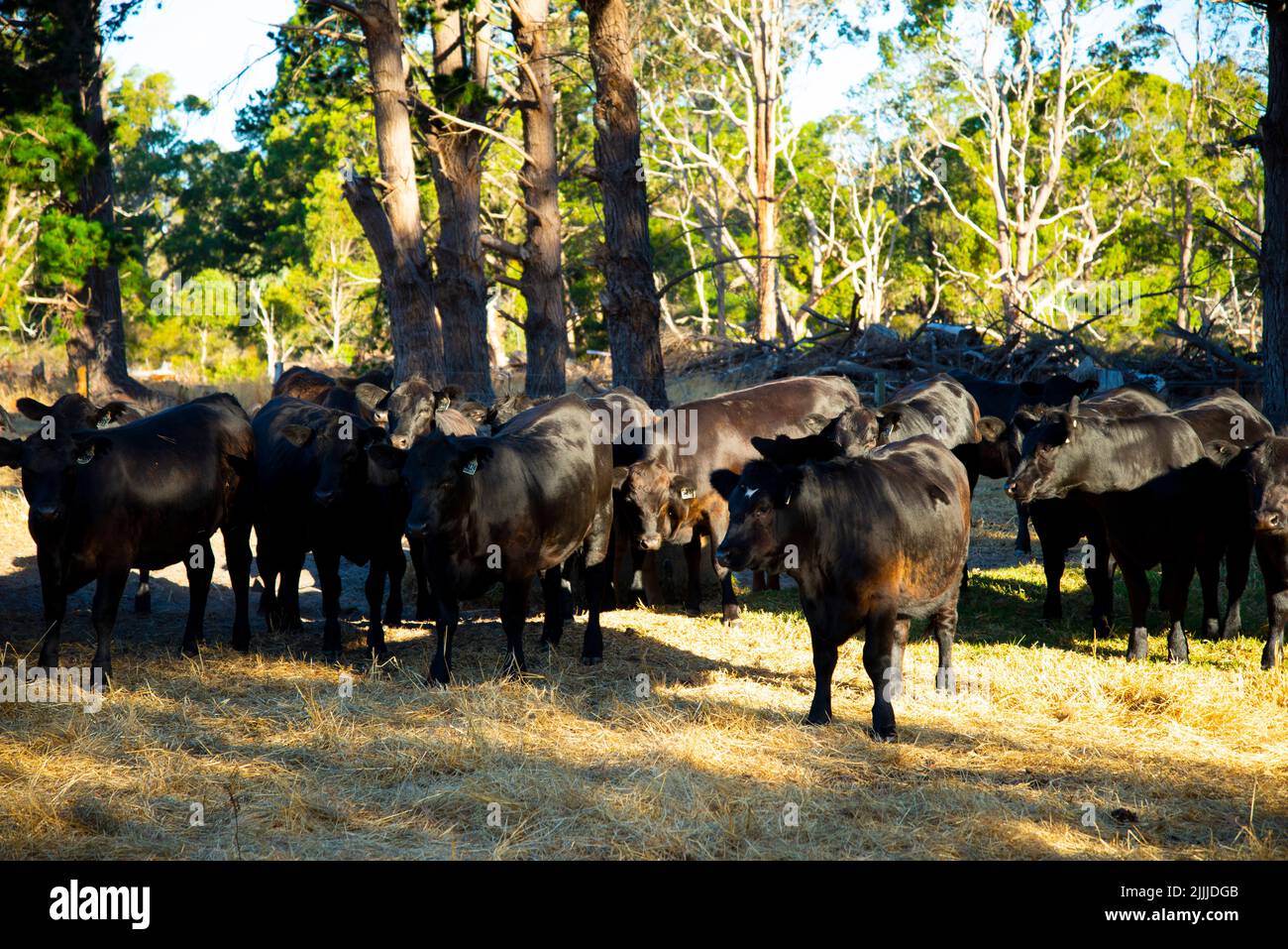Heifer Cattle in the Field Stock Photo - Alamy