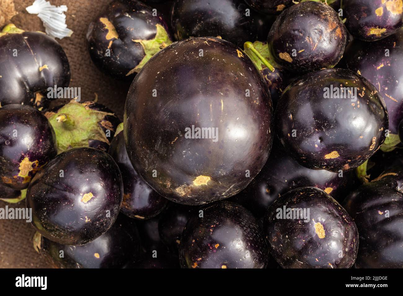 fresh organic brinjal from farm close up from different angle Stock ...