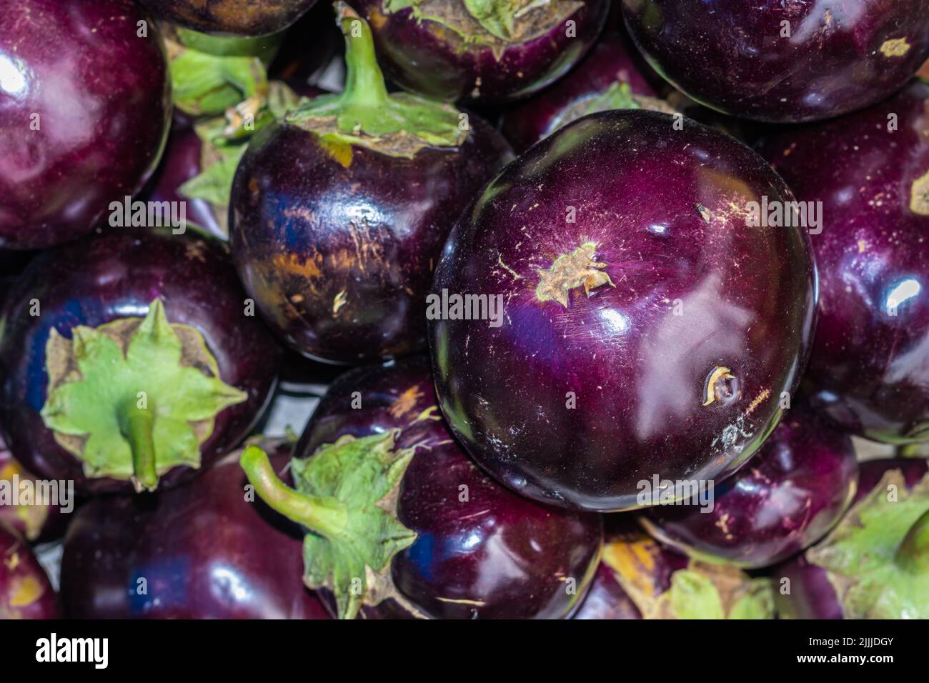 fresh organic brinjal from farm close up from different angle Stock ...