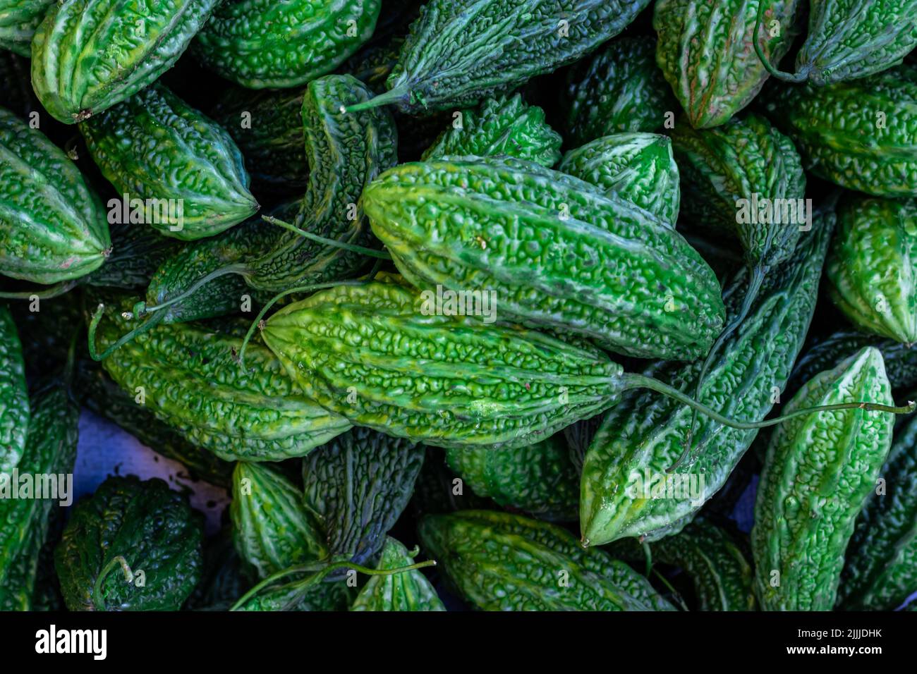 fresh organic bitter guard from farm close up from different angle ...