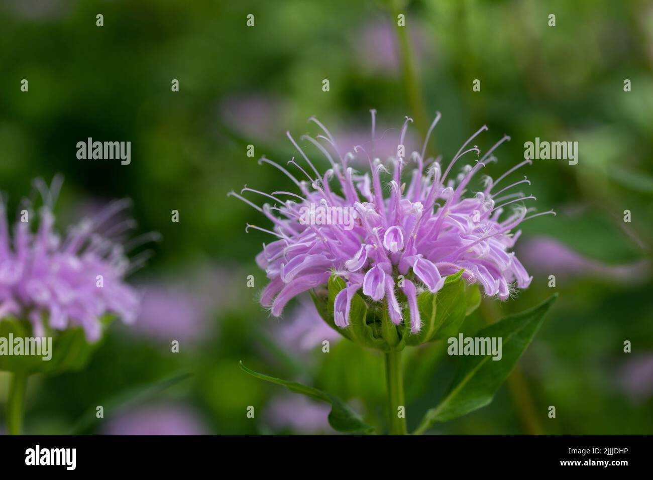 Macro texture background view of purple monarda fistulosa (bee balm ...