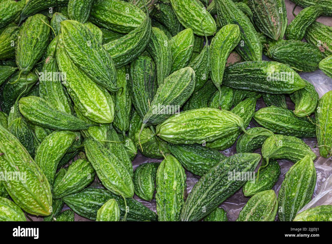 fresh organic bitter guard from farm close up from different angle ...