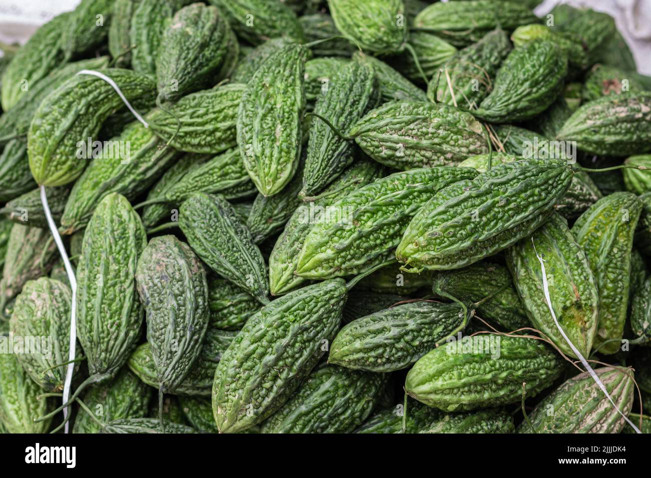 fresh organic bitter guard from farm close up from different angle ...