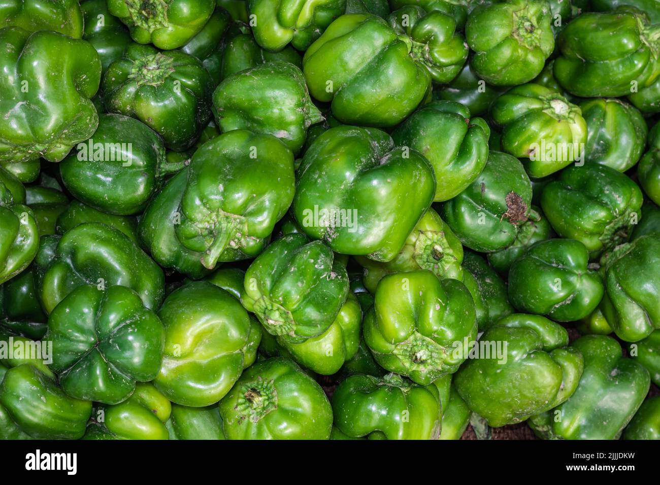 fresh organic green capsicum from farm close up from different angle ...