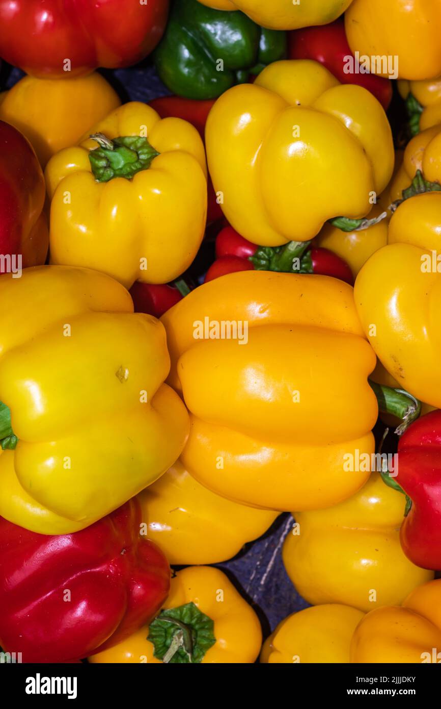 fresh organic colorful capsicum from farm close up from different angle ...