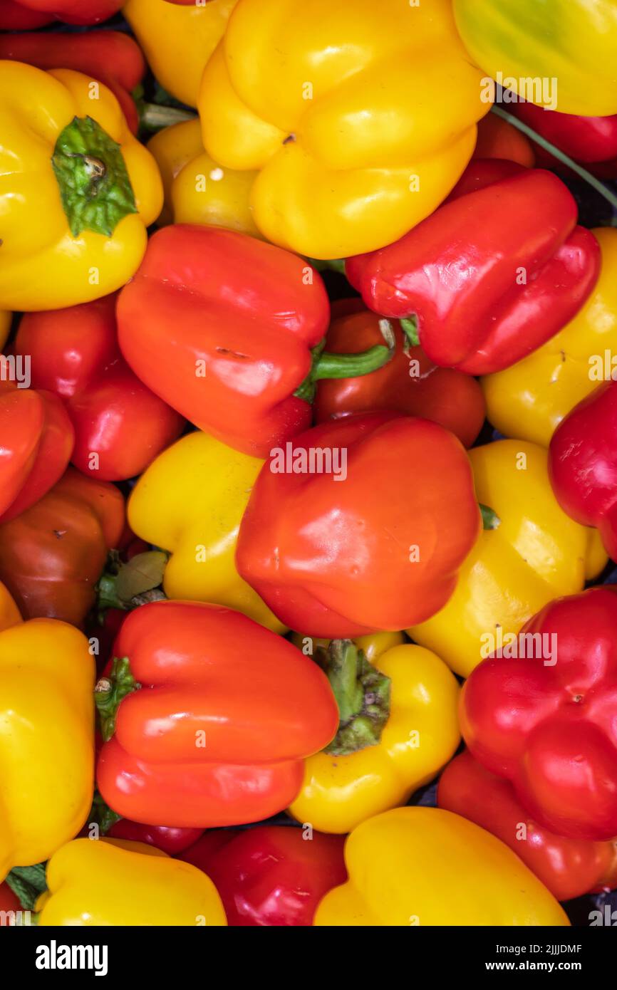 fresh organic red and yellow capsicum from farm close up from different ...