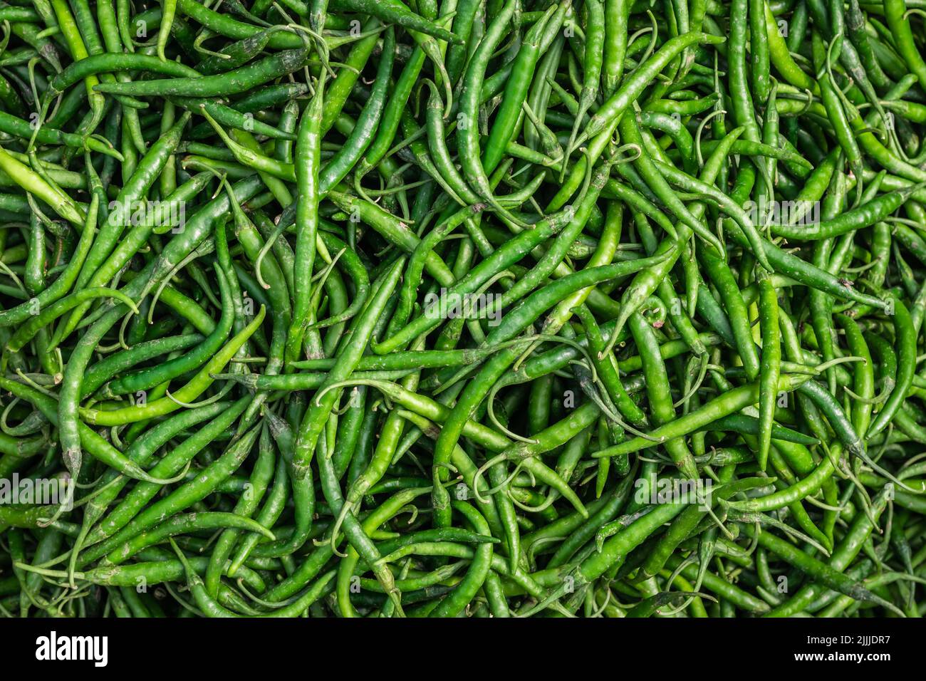 fresh organic green chilli from farm close up from different angle ...