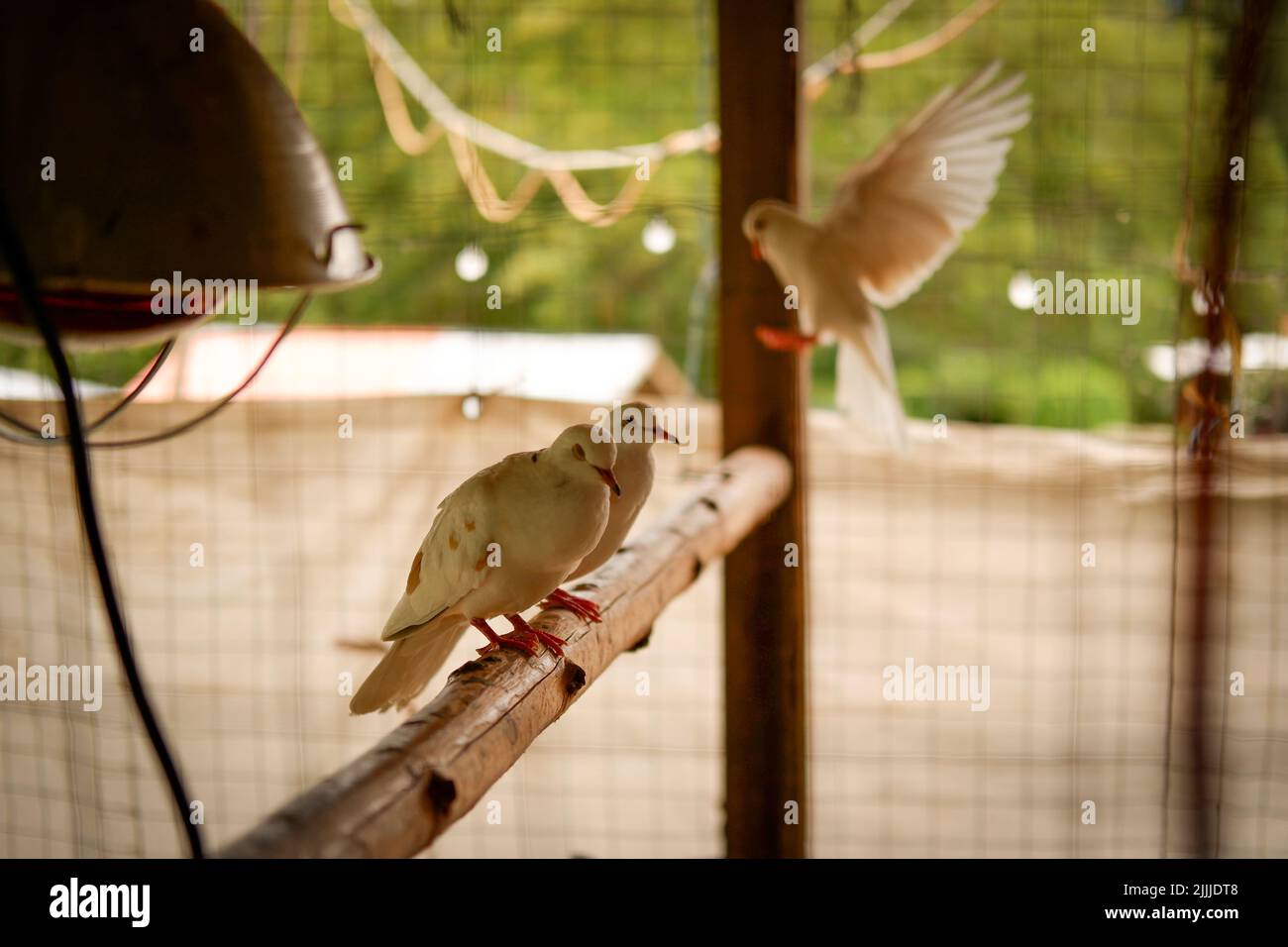 Doves on a farm Stock Photo - Alamy