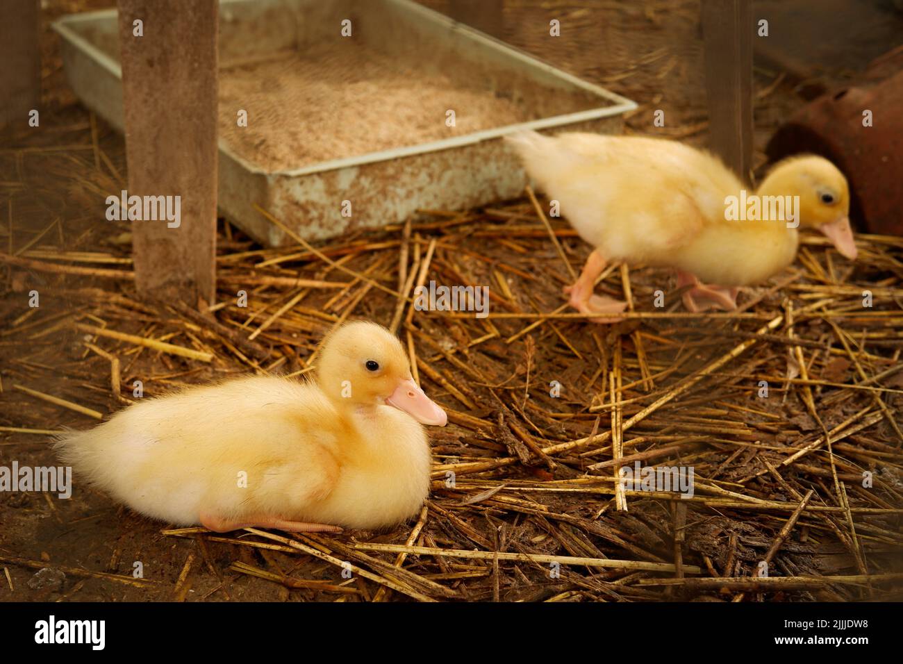 Ducks on a farm Stock Photo - Alamy