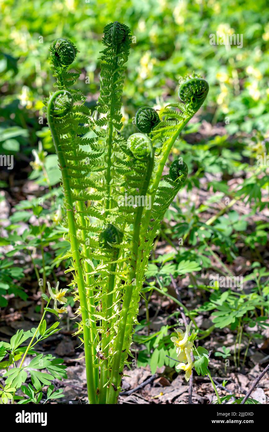 Young green shoots of ferns. Forest glade. Plants in nature, Spring ...
