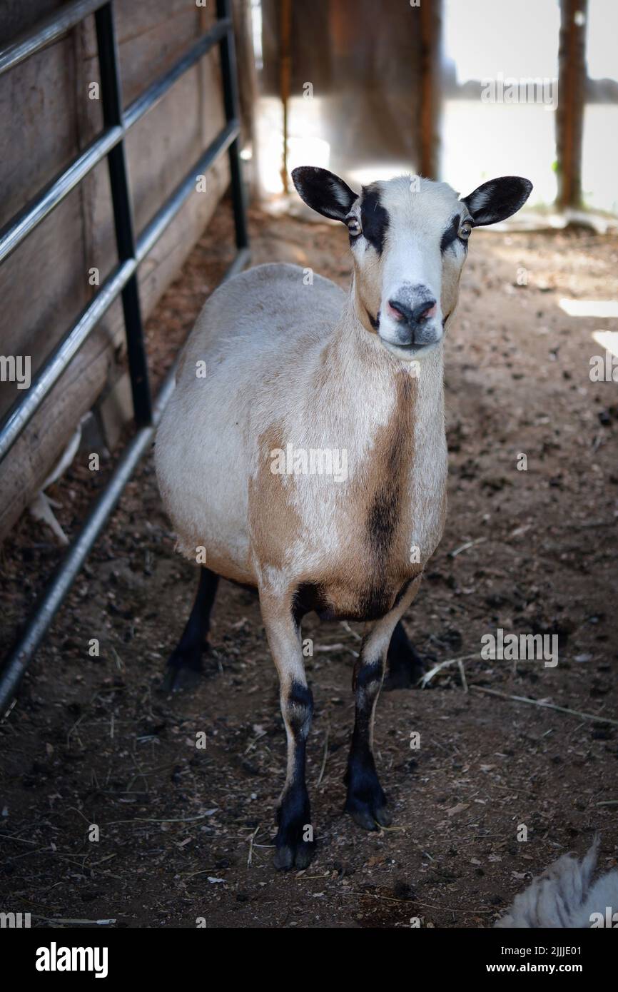 Pregnant ewe on a farm Stock Photo - Alamy