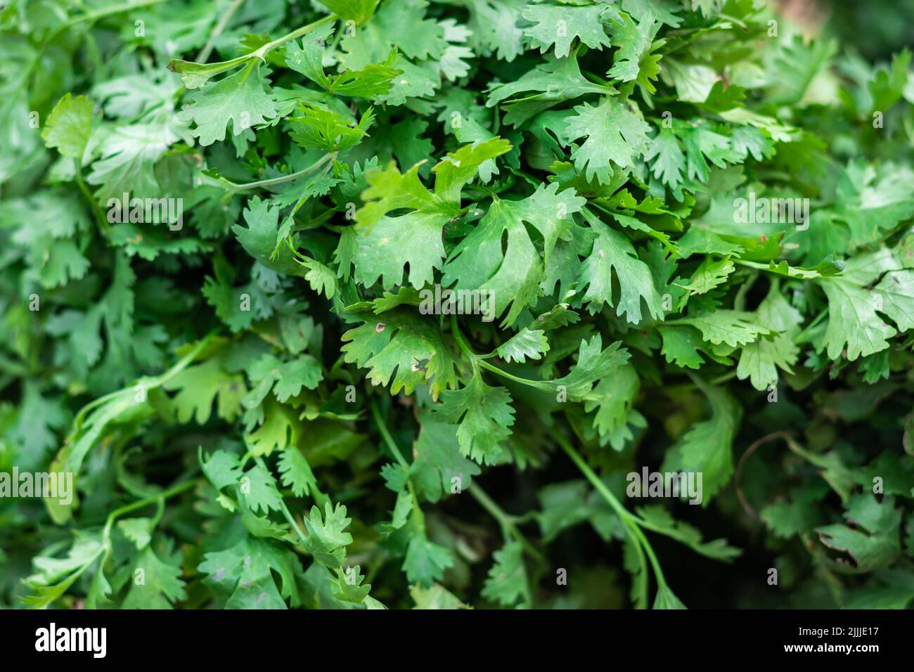 Dhaniya patta hi-res stock photography and images - Alamy