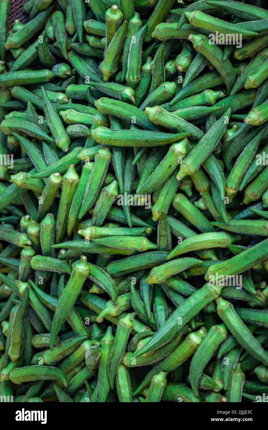 fresh organic ladyfinger from farm close up from different angle Stock ...