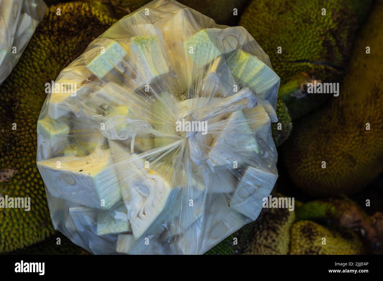 fresh organic unripe jack fruit for vegetable in plastic beg from farm ...