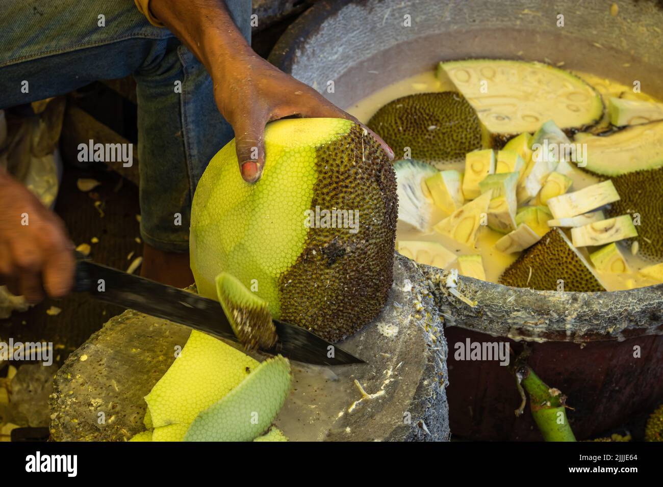 man peeling fresh organic unripe jack fruit for vegetable from farm ...