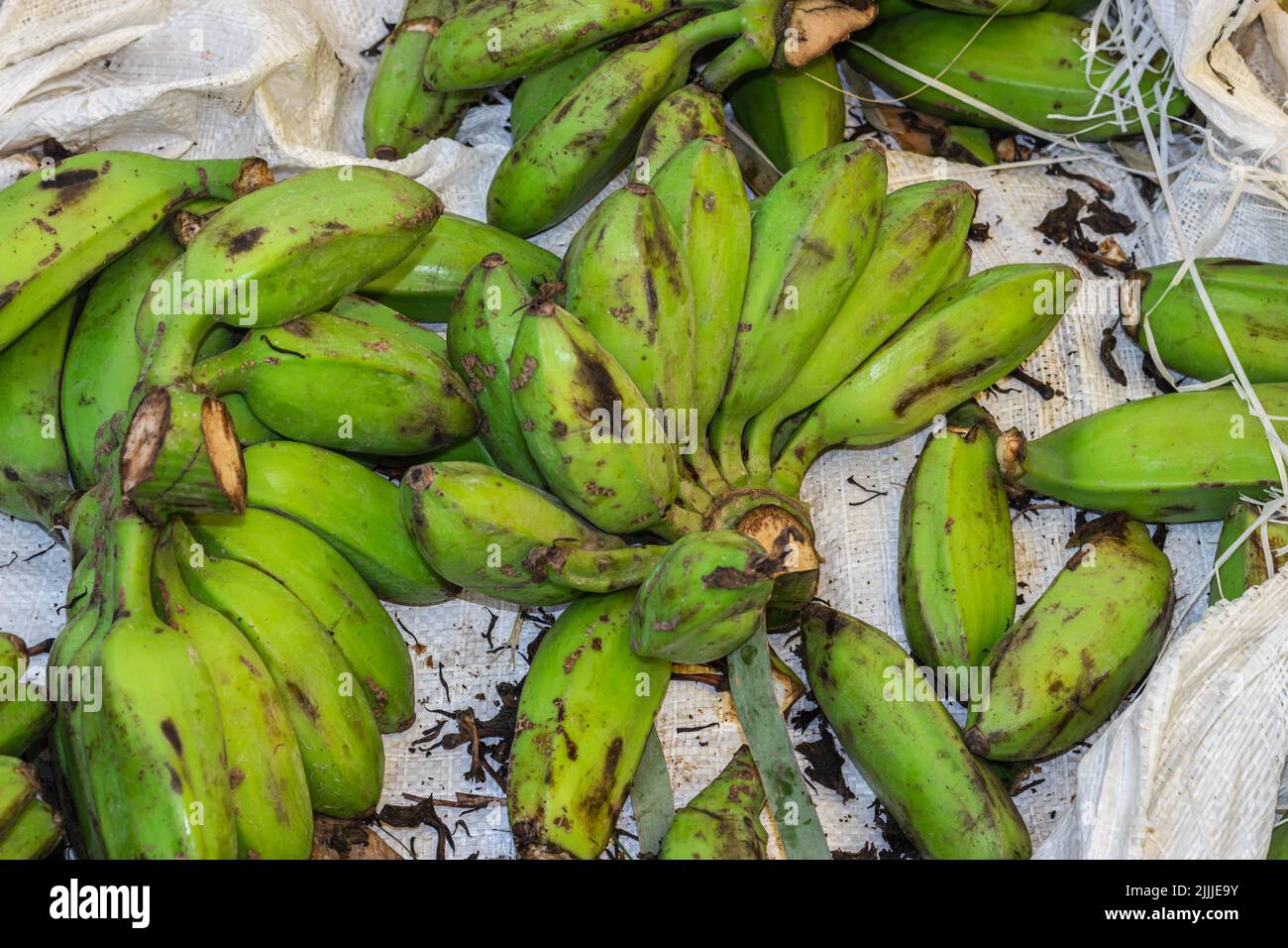 fresh organic unripe banana for vegetable from farm close up shot Stock ...