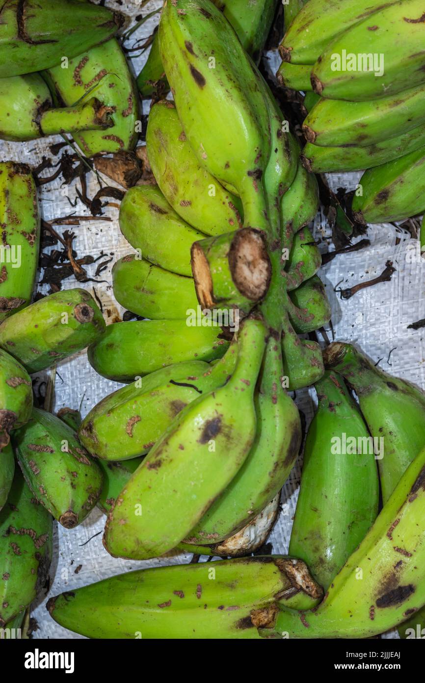 fresh organic unripe banana for vegetable from farm close up shot Stock ...