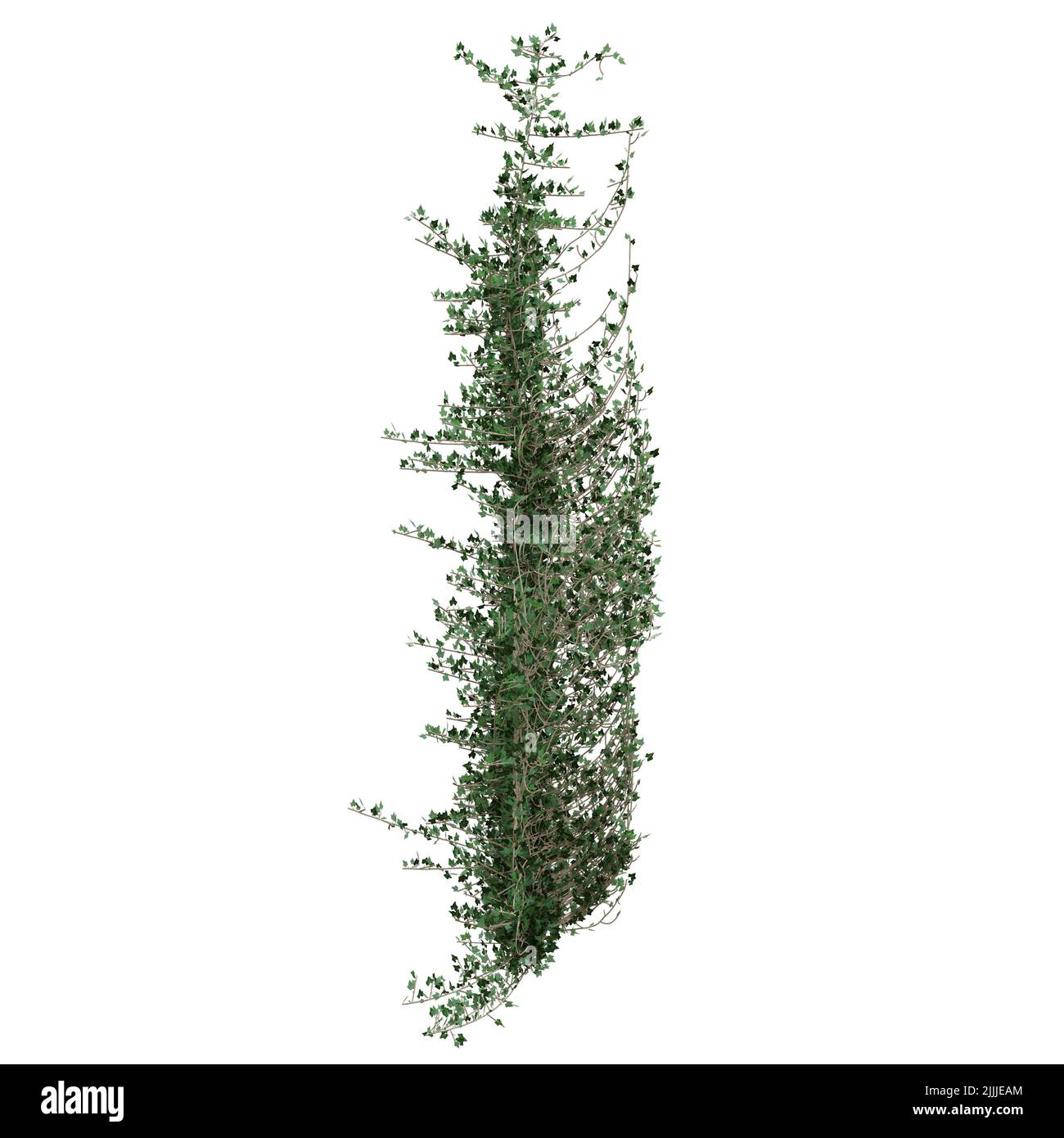 3D illustration climbing plants creepers isolated on white background ...