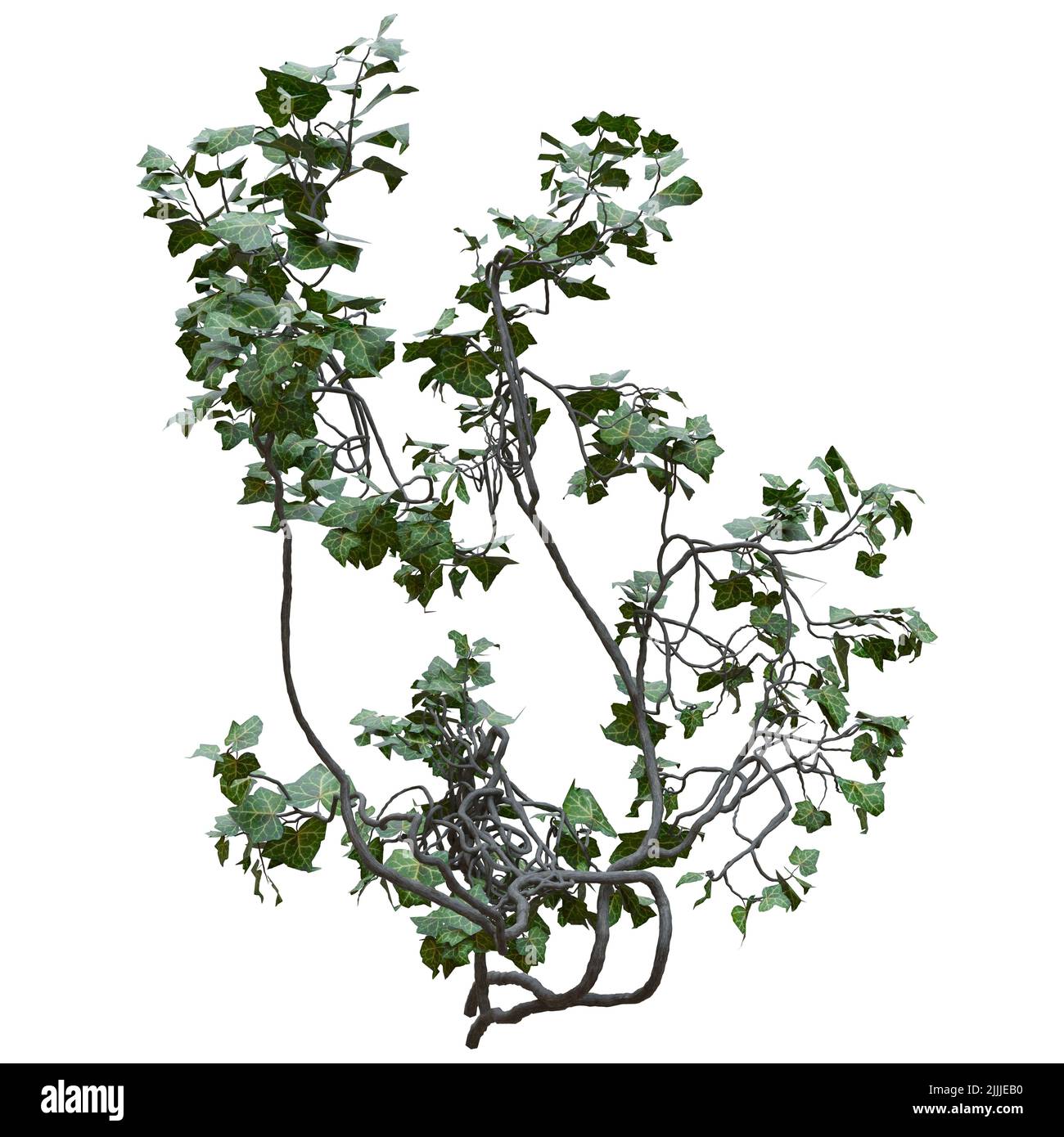 3D illustration climbing plants creepers vine isolated on white ...
