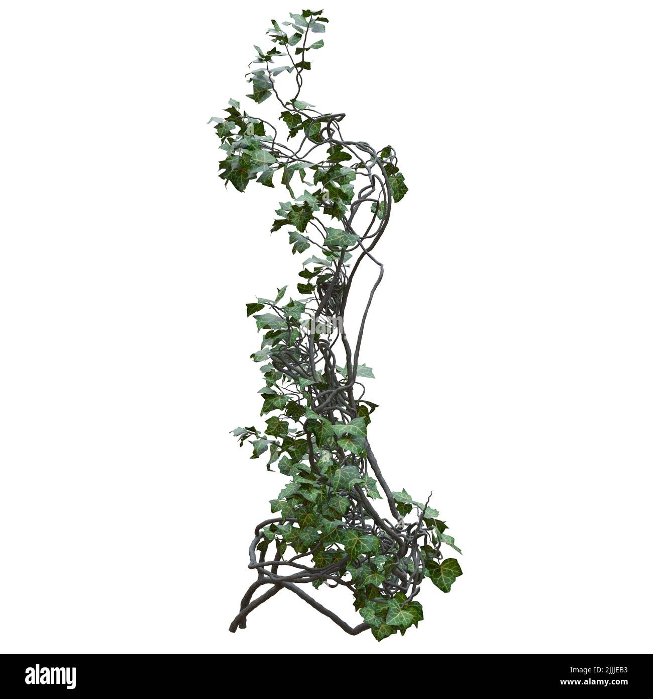 3D illustration climbing plants creepers vine isolated on white ...