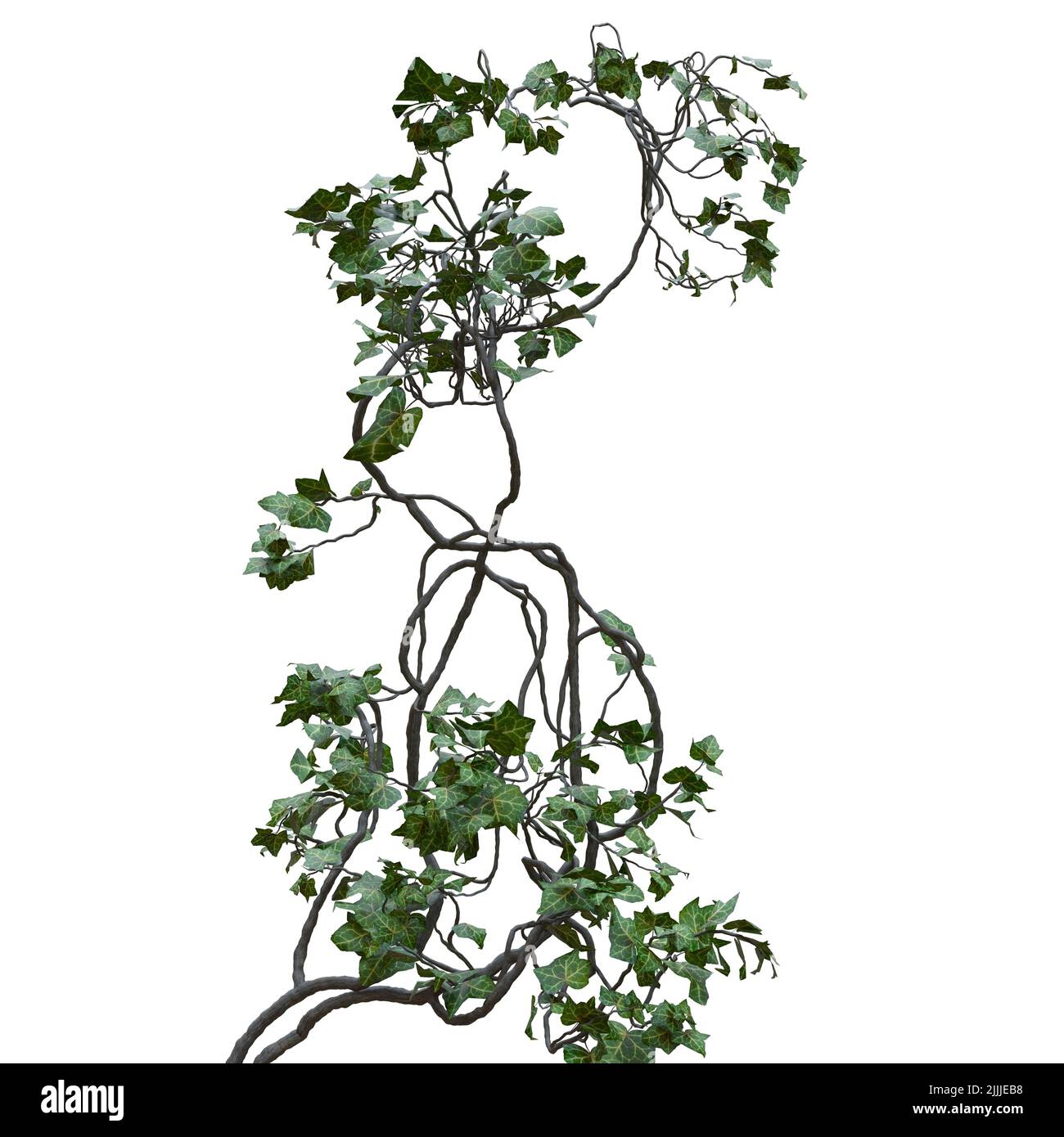3D illustration climbing plants creepers vine isolated on white ...