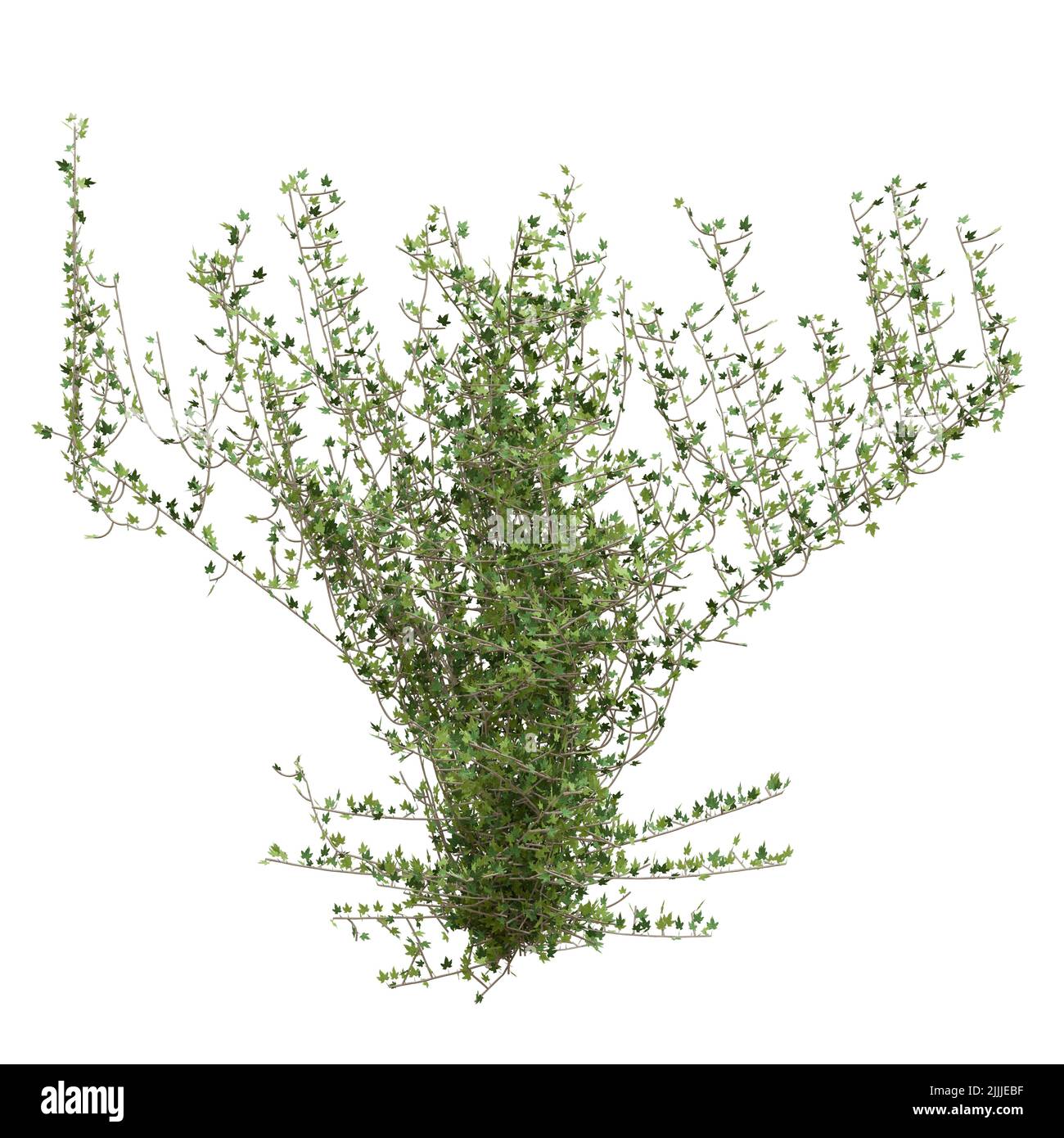 3D illustration climbing plants creepers isolated on white background ...