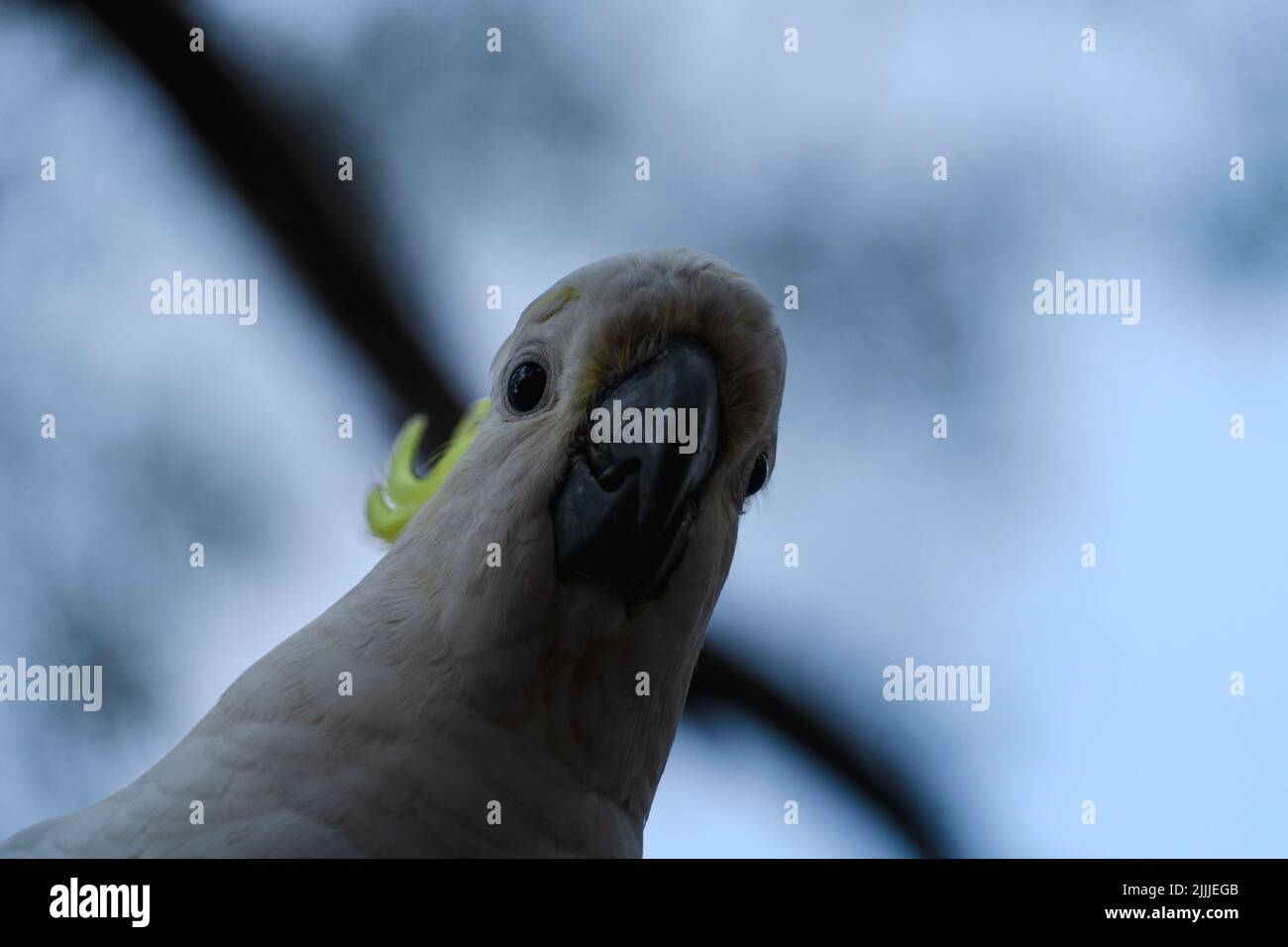 A funny shot of the front of a Yellow-crested cockatoo bird face with ...