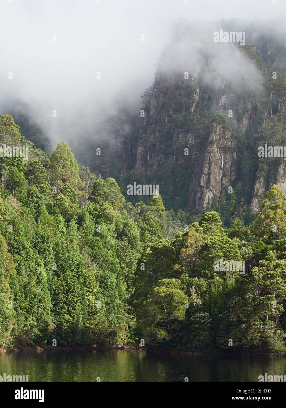 A vertical shot of Temperate Rainforest with mist and cloud in Tarkine ...