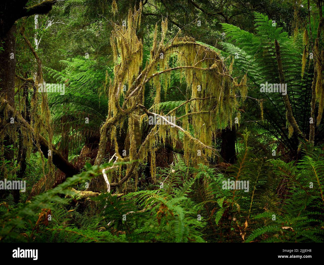 The green and lush plants in the Tarkine temperate rainforest in ...