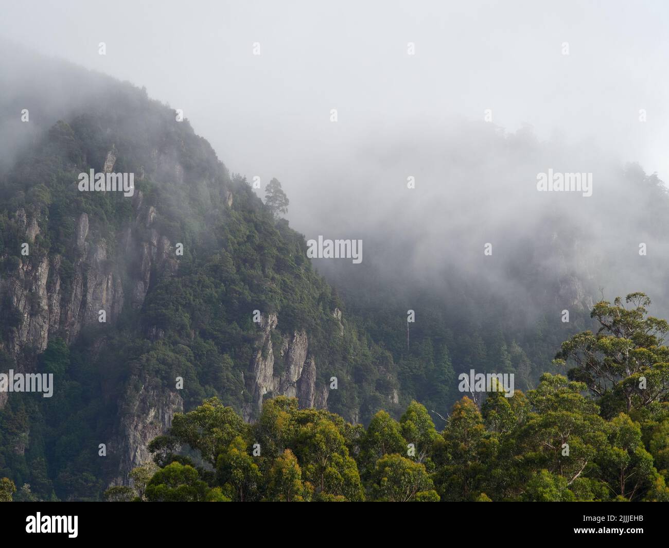 A scenic view of Temperate Rainforest with mist and cloud in Tarkine ...