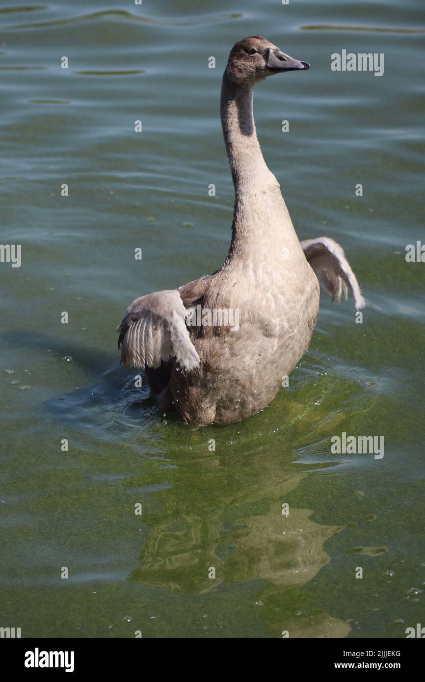 A vertical shot of a goose standing in the shallow water and waving its ...