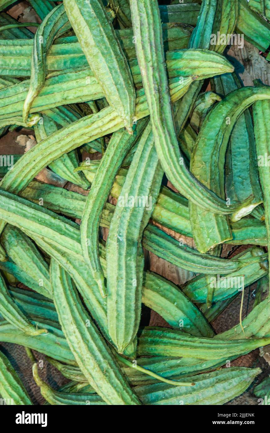 fresh organic ridged gourd from farm close up from different angle ...