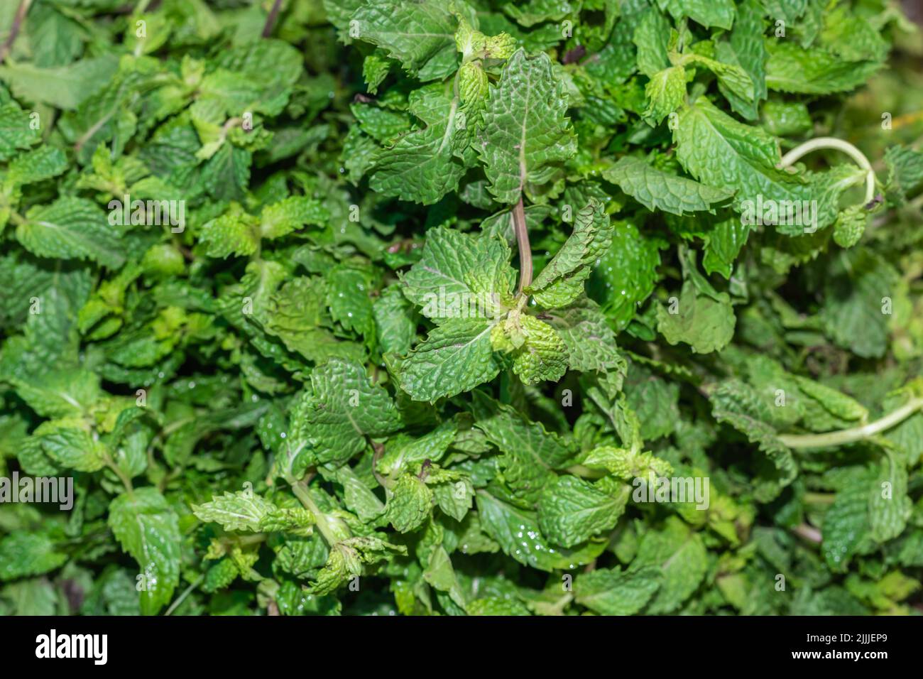 Spearmint green backdrop hi-res stock photography and images - Alamy
