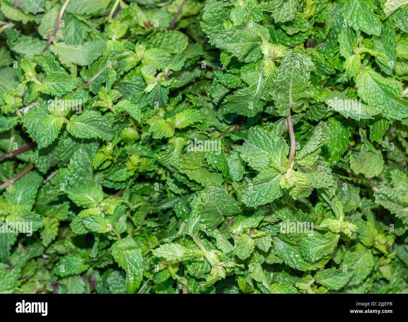 fresh organic mint leaves from farm close up from different angle Stock ...