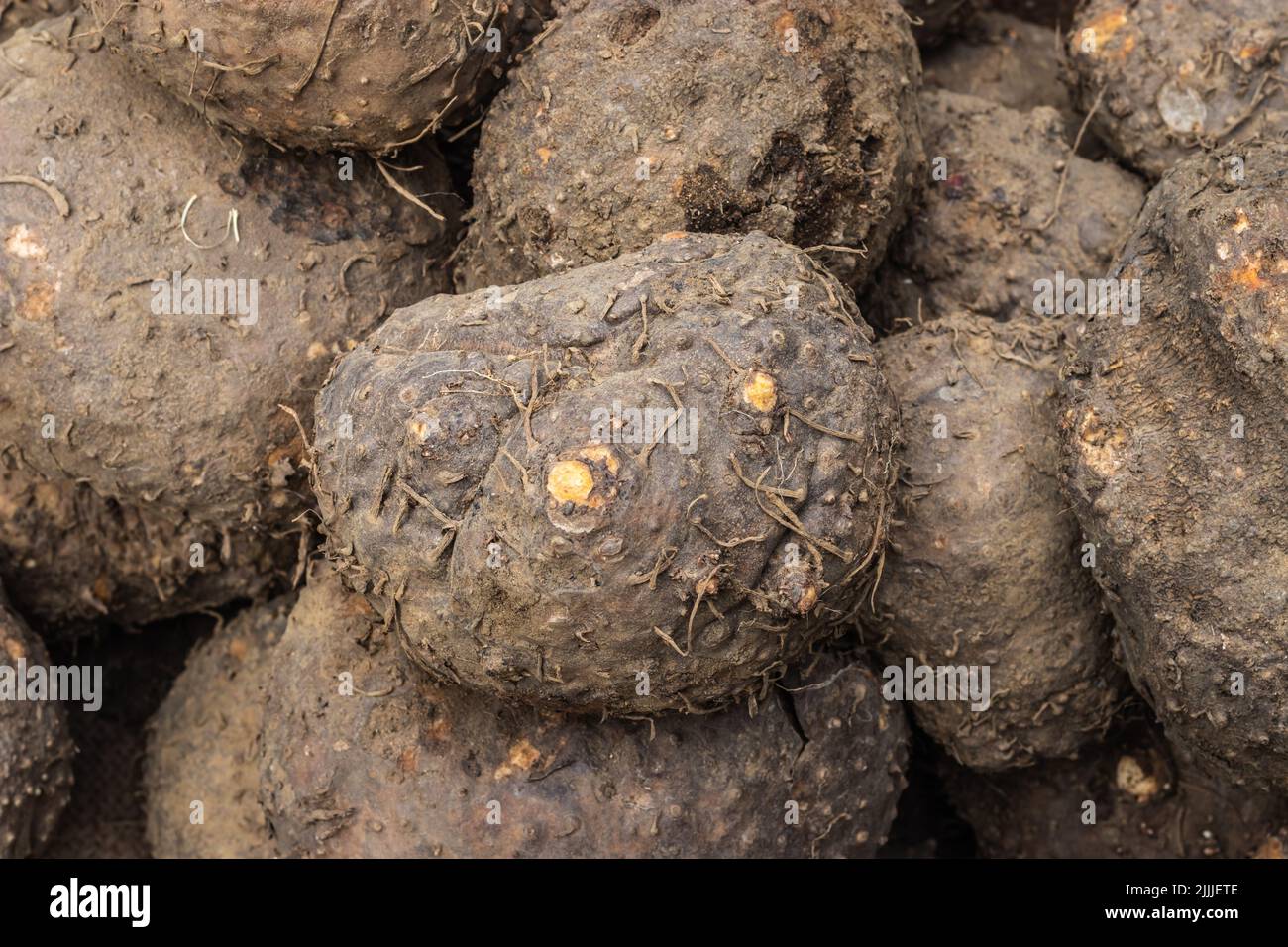 Elephant foot yam hi-res stock photography and images - Alamy