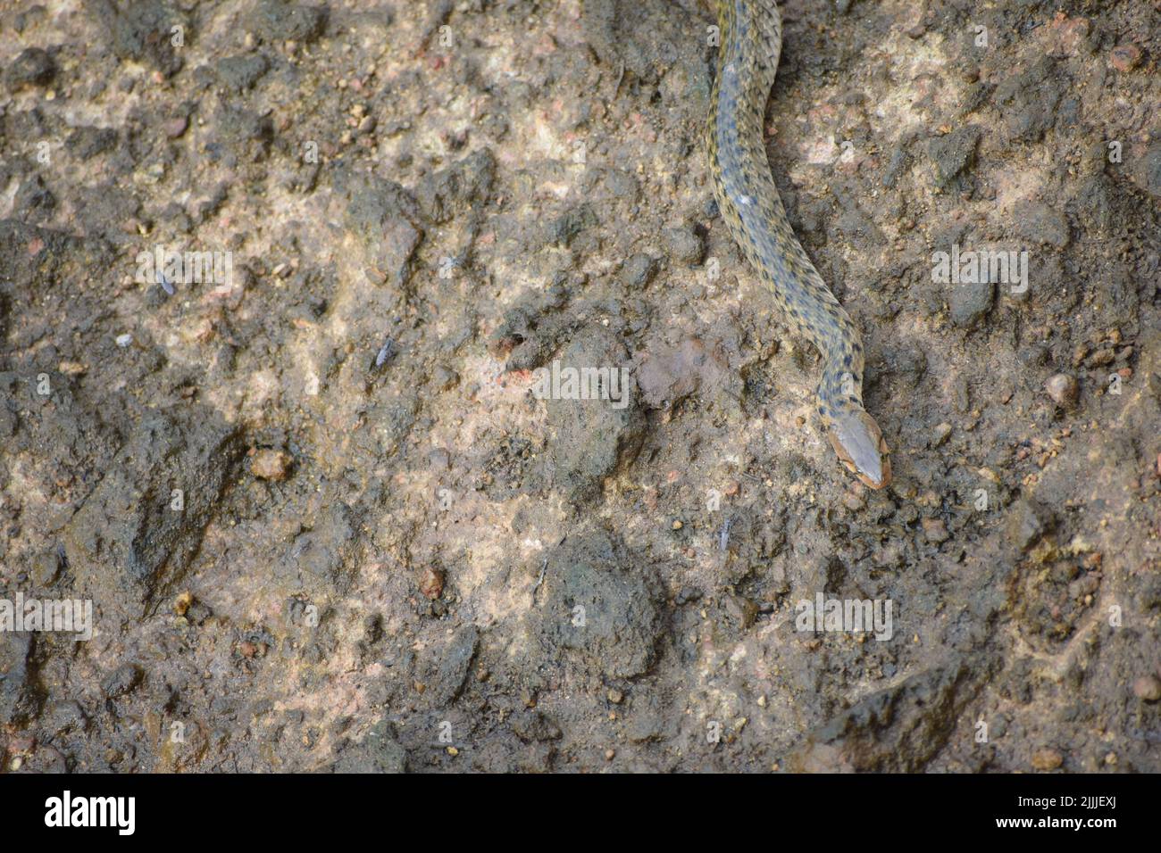A snake is coming out of water and crawling over stone Stock Photo - Alamy