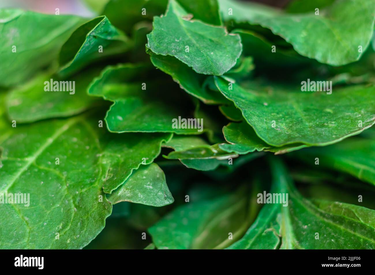 fresh organic spinach from farm close up from different angle Stock ...